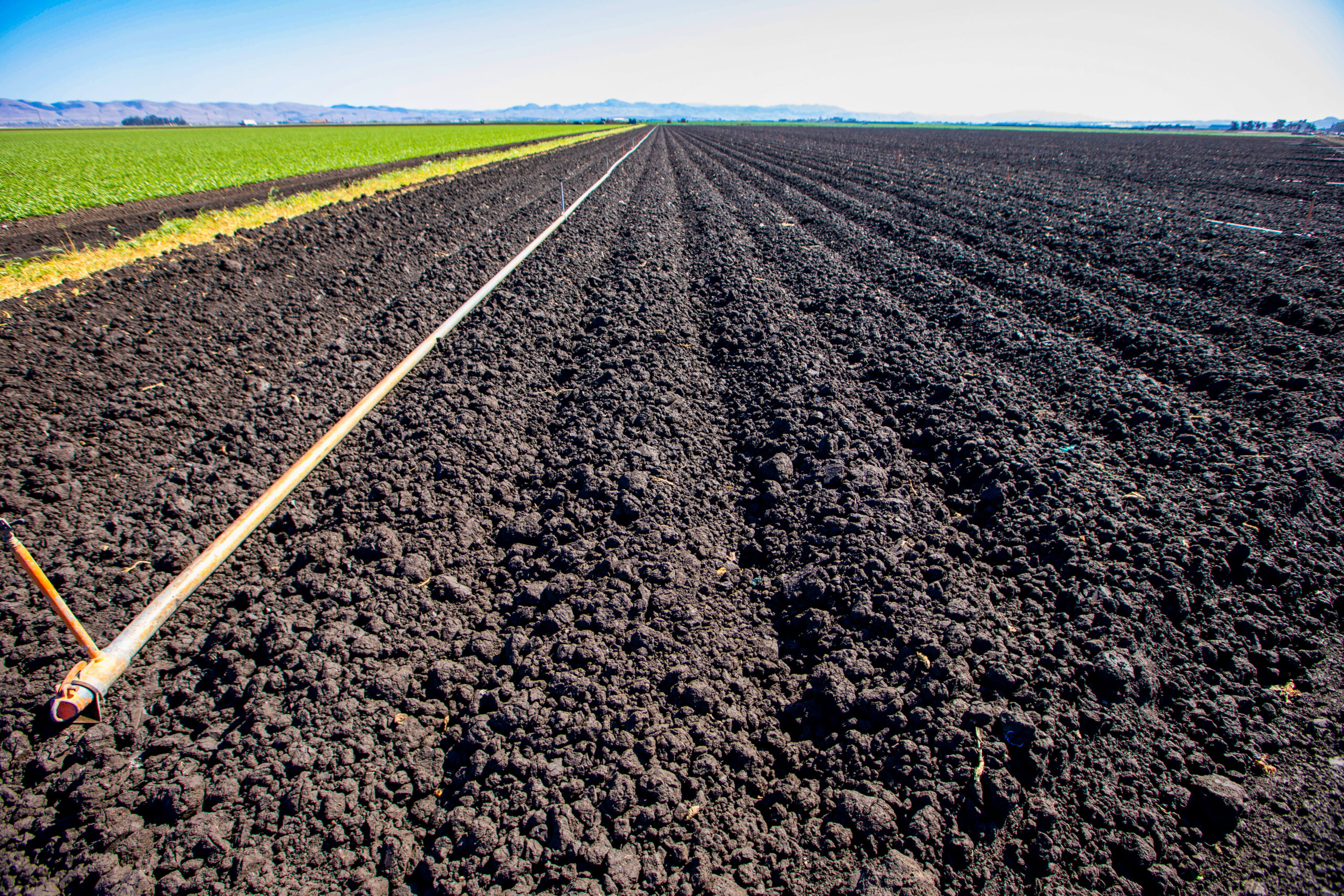 Growing Process – Bonipak Produce Inc